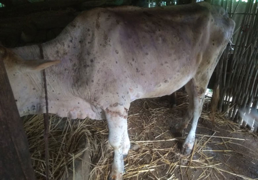 कपिलवस्तुमा लम्पी स्किनबाट १२ हजार पशु सङ्क्रमित, ३०० को मृत्यु – Waikhari